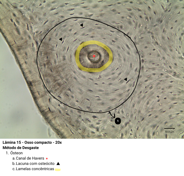 Atlas Virtual de Histologia