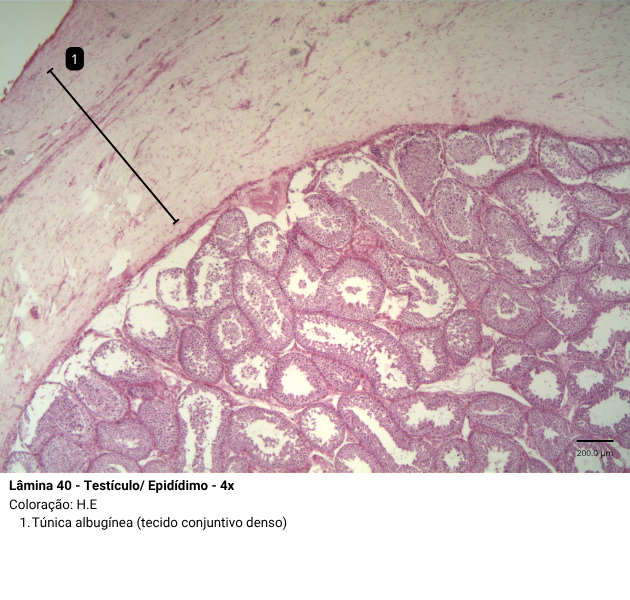 Atlas Virtual de Histologia