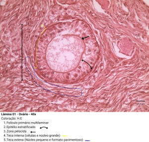 Atlas Virtual de Histologia